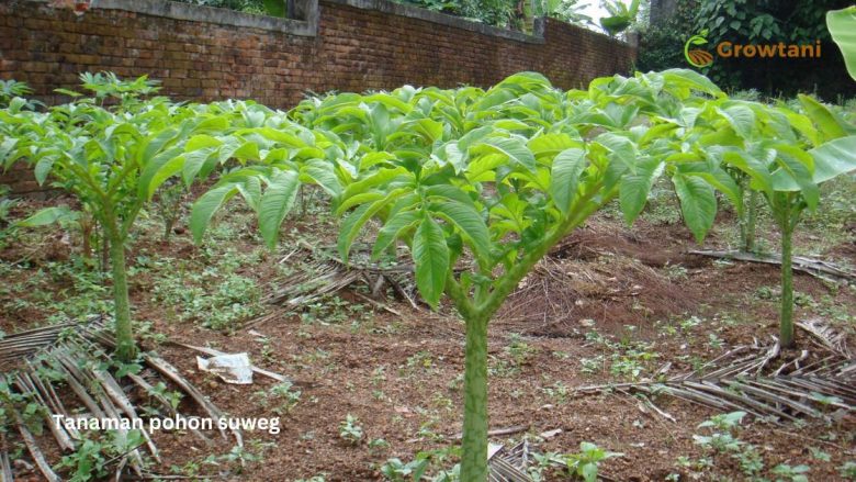 Perbedaan Pohon Porang dan Suweg, Kenali Ciri-Ciri dan Mafaatnya ...